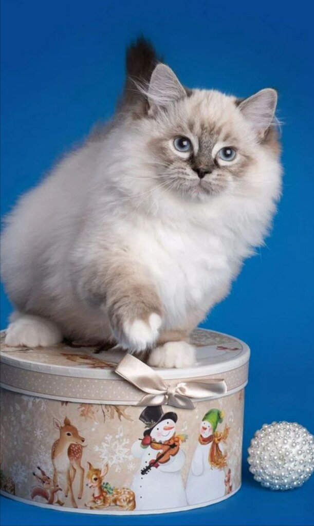 Evcil hayvan yetiştiricileri Chiffondelux, Moskova, foto