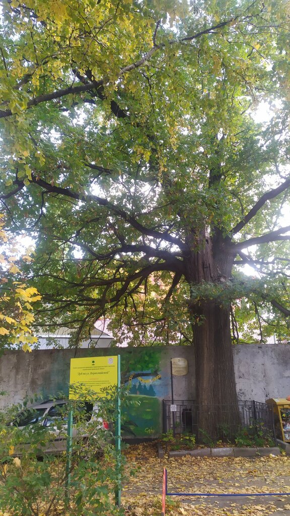 Doğa Охраняемый природный объект Дуб на улице Первомайской, Lipetsk, foto