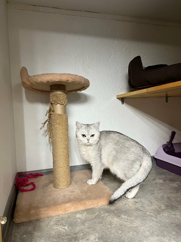 Pet otel Gostinitsa dlya kotov i koshek Nopindron, Liubertsy, foto