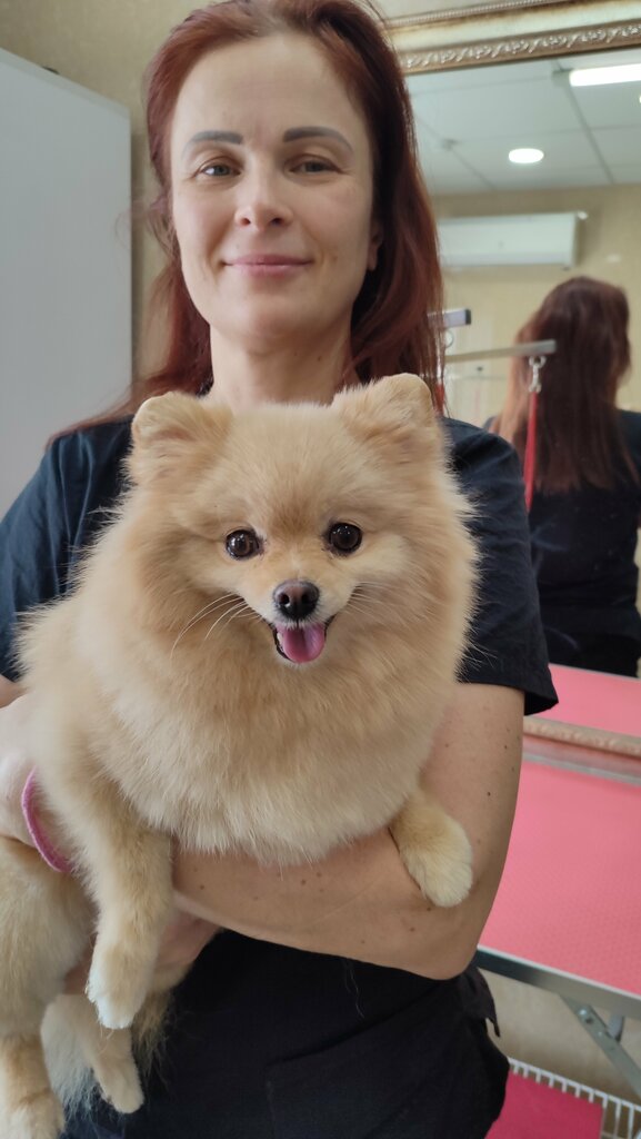 Evcil hayvan kuaförleri Zoosalon Chub-Chik, Novosibirsk, foto