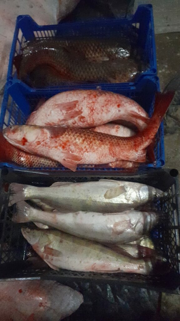 Balık ve deniz ürünleri Рыба и морепродукты, Moskova, foto