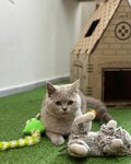 Animal house (Zhumaliev Street No:148), pet otel  Almatı'dan