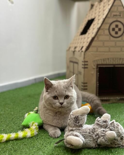 Pet otel Animal house, Almatı, foto