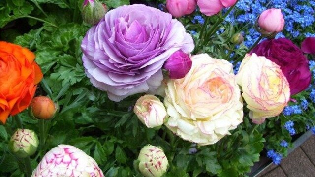 Çiçek teslimatı Bellis Blomster, Kuzey Danimarka, foto