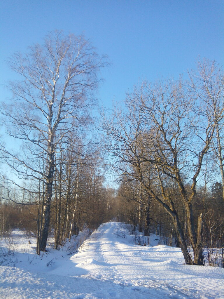 Doğa Берёзовая аллея усадьбы Ириновка, Saint‑Petersburg ve Leningradskaya oblastı, foto