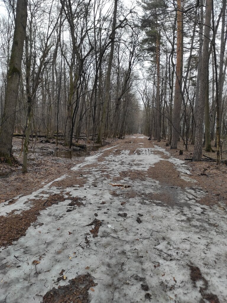 Doğa Березовая аллея, Moskova, foto