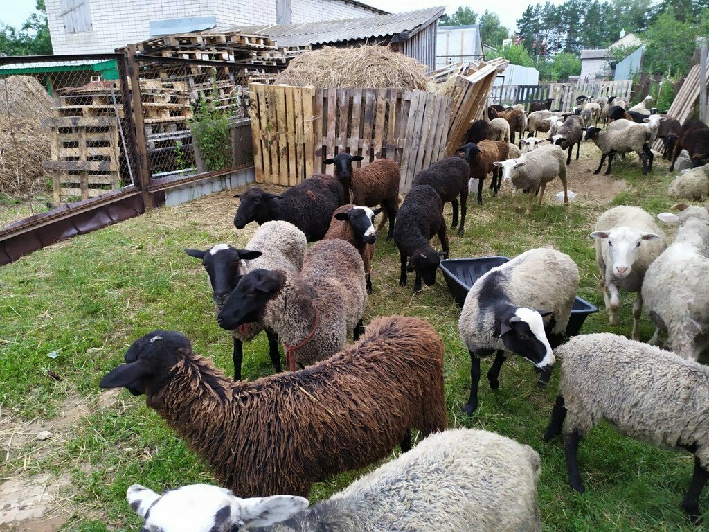 Hayvancılık Barany na kurban bayram, Tataristan, foto