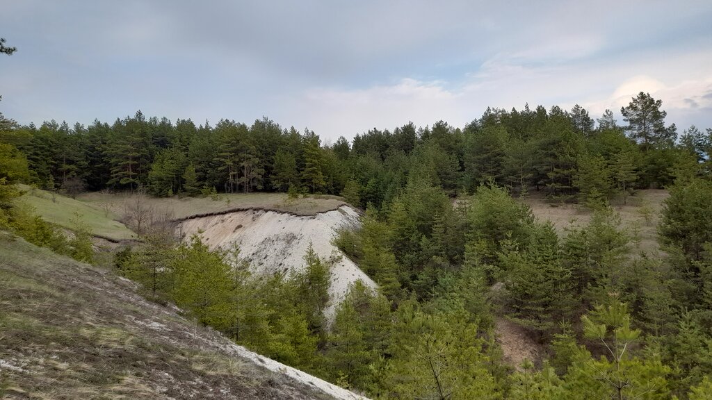 Orman Терновской бор, Belgorodskaya oblastı, foto