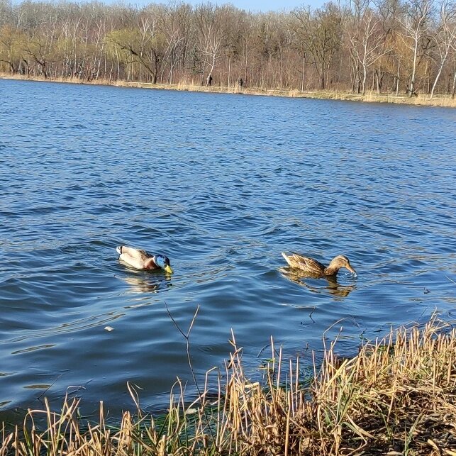 Kültür ve eğlence parkları Parcul La Izvor, Kişinev, foto