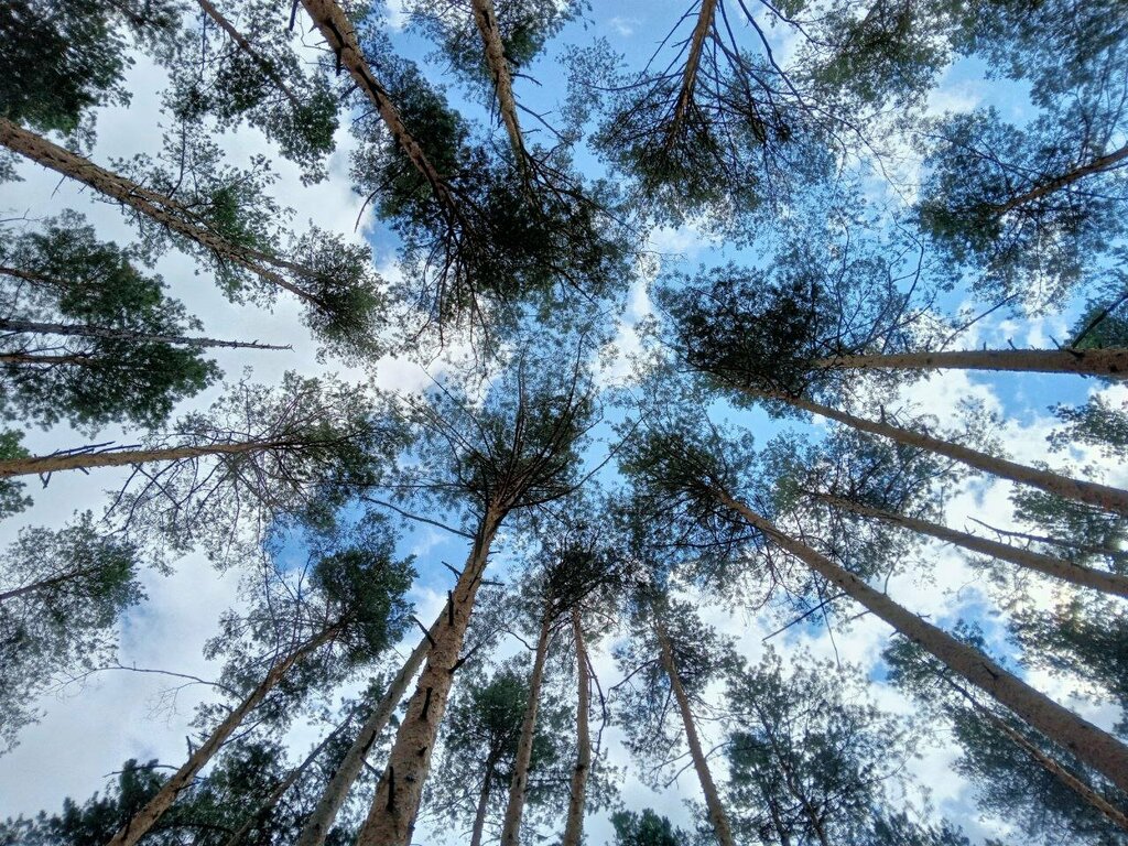 Dağ zirvesi Пегасова гора, Nijegorodskaya oblastı, foto