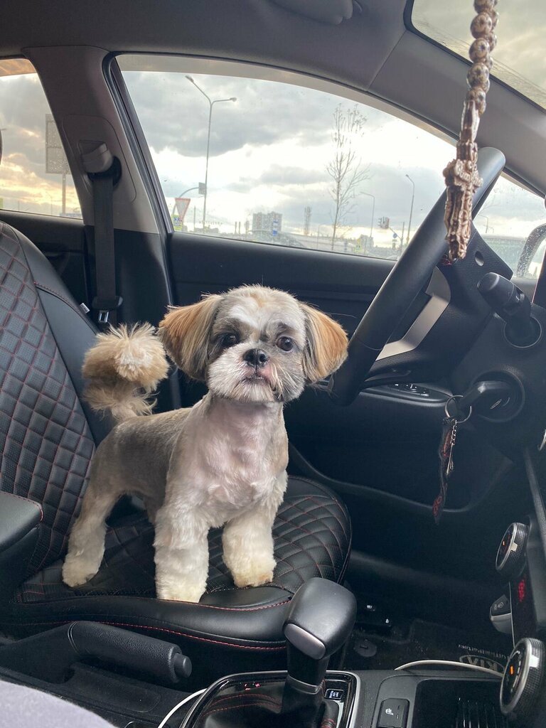 Evcil hayvan kuaförleri Amigo, Çeliabinsk, foto