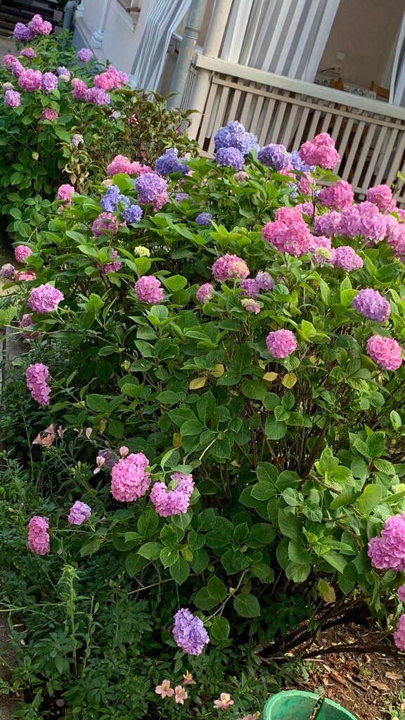 Otel Guest house Sasha and Sveta, Gagra, foto