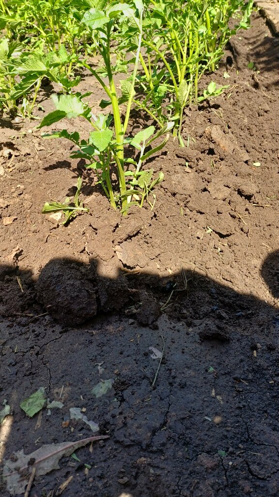 Bahçecilik dernekleri ve kuruluşları СНТ Кама, Naberejniye Çelny (Yar Çallı), foto