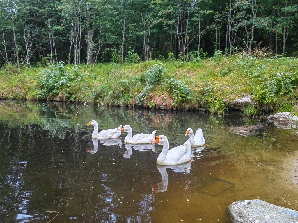 Tatil köyleri Кемпинг, Karelya, foto