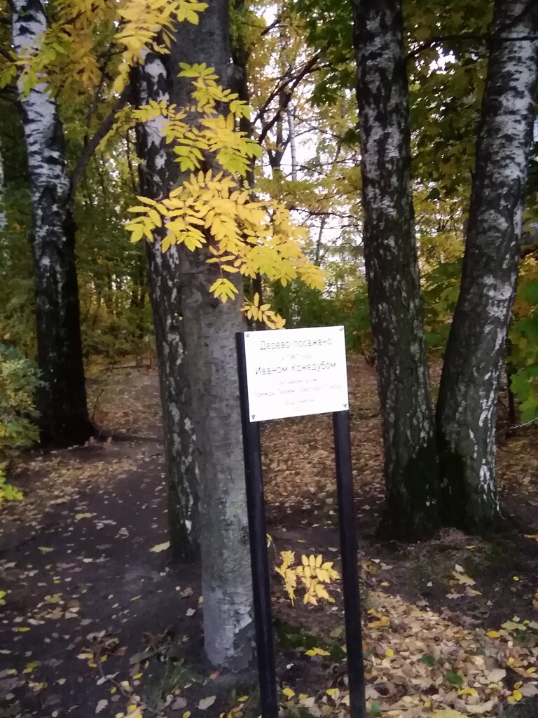 Doğa Рябина И.Н. Кожедуба, Saint‑Petersburg, foto