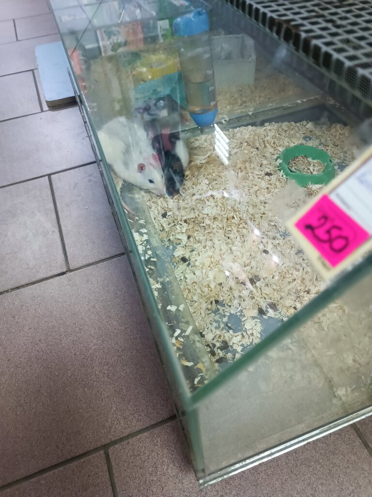 Petshop Лапусик, Murmanskaya oblastı, foto