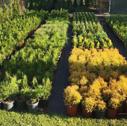 Fidan yetiştiriciliği Питомник растений, Moskova ve Moskovskaya oblastı, foto