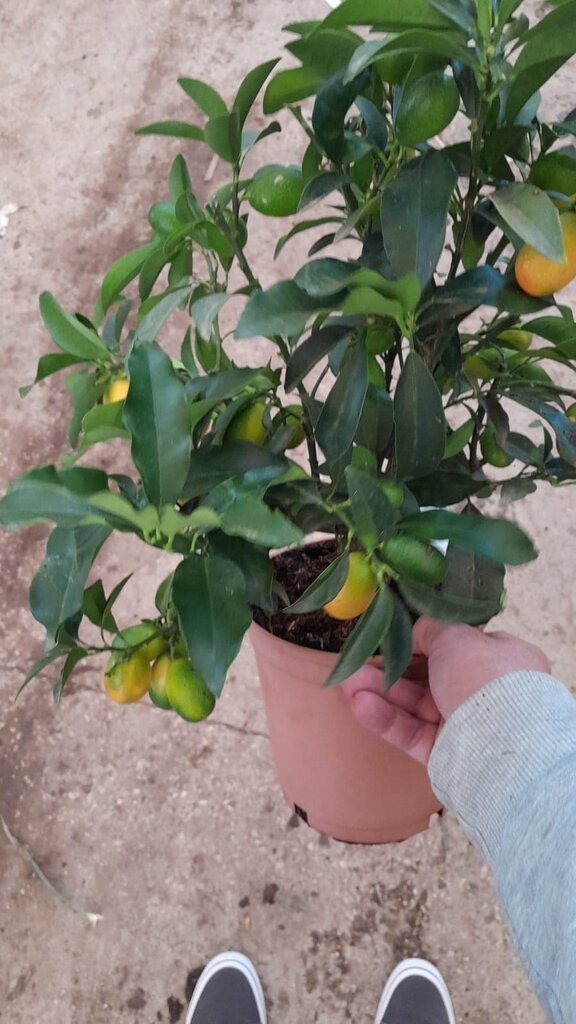 Sera ve bahçe ürünleri Viveros Canarias, Endülüs, foto