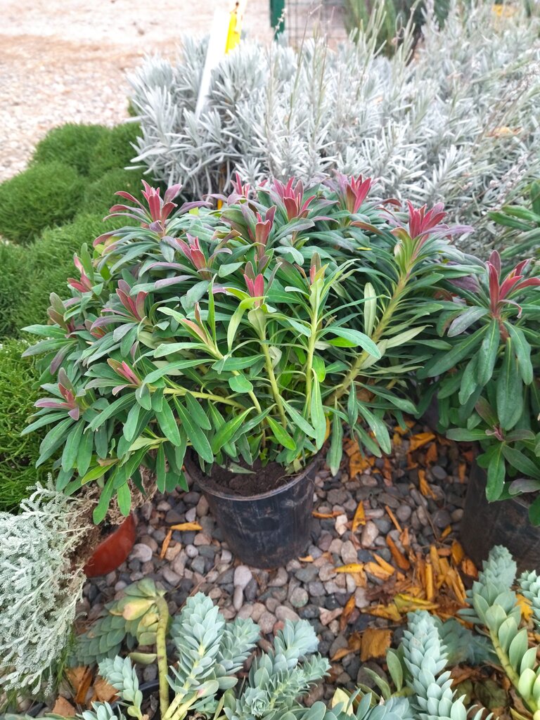 Fidan yetiştiriciliği KalibriPF, Essentuky, foto