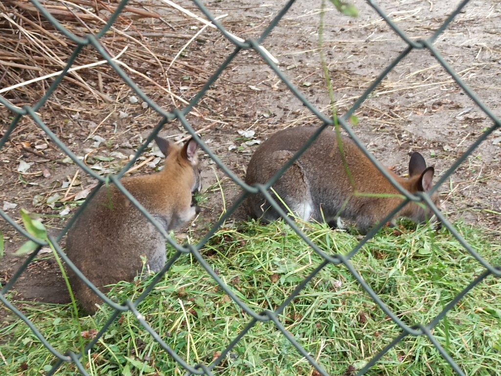 Hayvan muhafazaları Кенгуру (валаби) Беннета, Kaliningrad, foto
