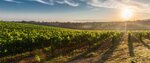 Wineplant (Trentino-Alto Adige, Bolzano, Via Santa Giustina, 1), şarap ve içki toptan satışları  Trentino‑Alto Adige'den