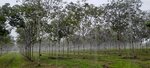 Experimental and Agroindustrial Farm Hermanos Usan (Guaviare, San José del Guaviare), kimyasal üretim firmaları  San Jose del Gua'dan