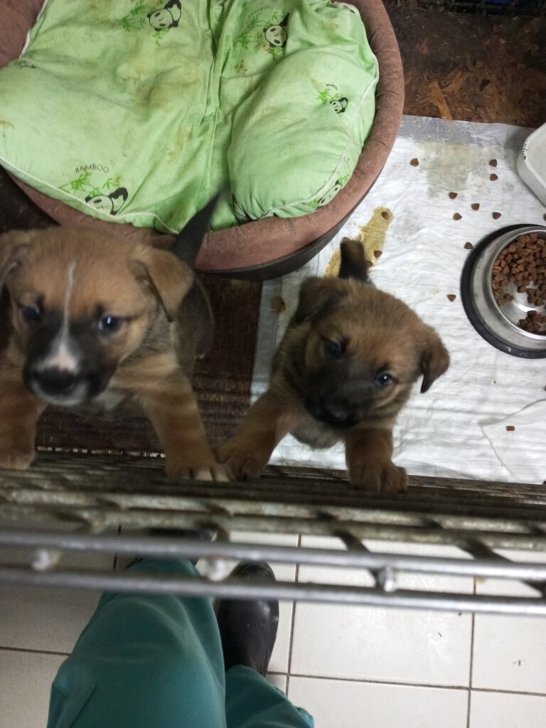 Hayvan barınakları, kulüpleri ve otelleri Верность, Alabuğa, foto