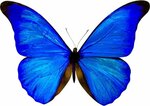 Butterfly fantasy (Rizhsky Drive No:1/5), erotik shoplar  Moskova'dan