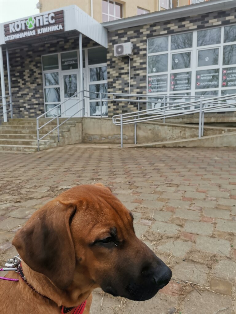 Veteriner klinikleri Кот пёс, Mikhaylovsk, foto