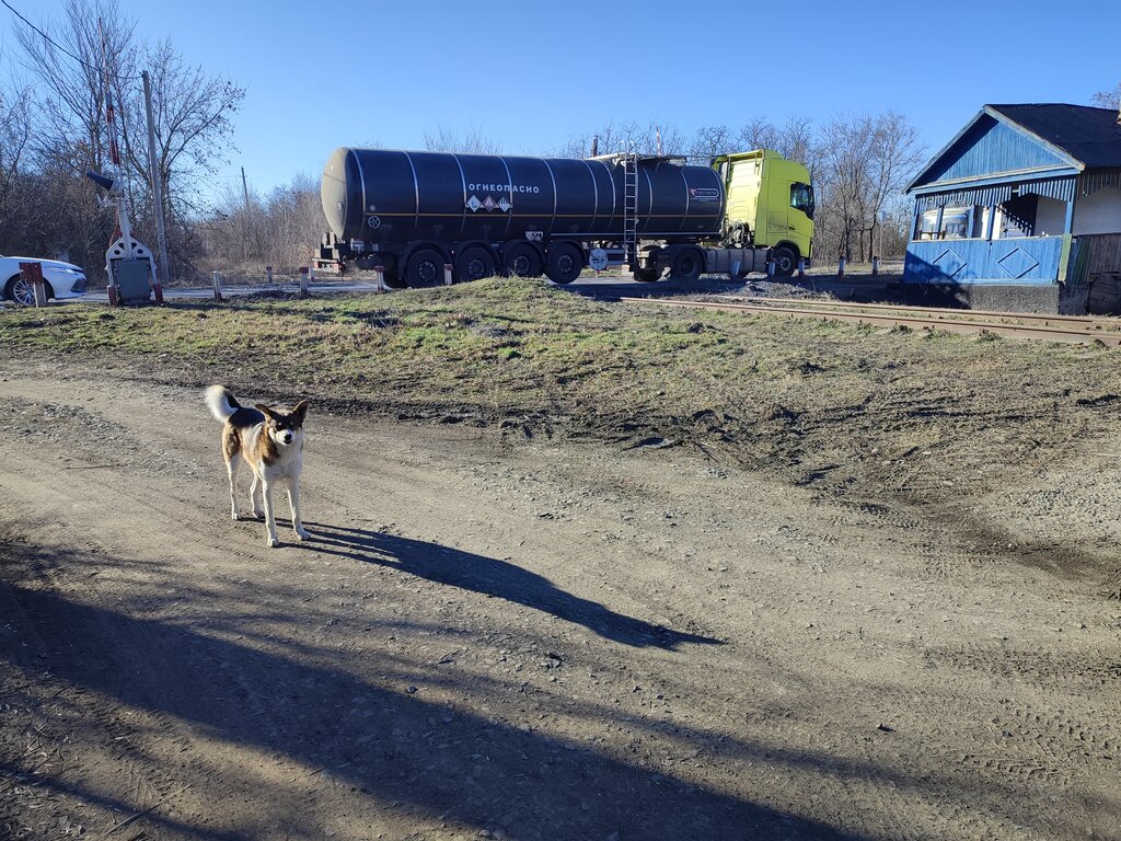 Hayvan barınakları, kulüpleri ve otelleri Реабилитационный центр Святобор, Rostovskaya oblastı, foto