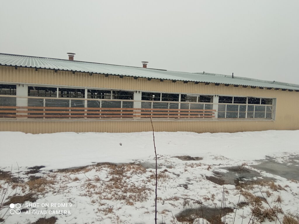 Hayvancılık Prigorodniy, Saint‑Petersburg ve Leningradskaya oblastı, foto