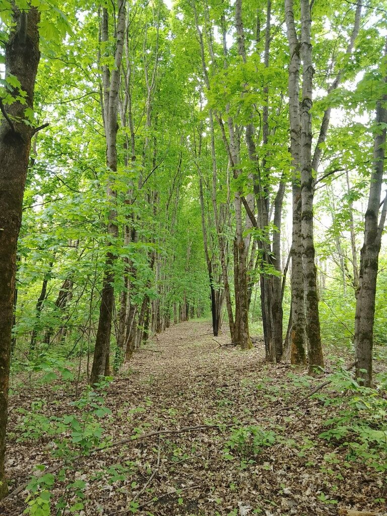 Orman урочище Маленькое-Сорное, Belgorodskaya oblastı, foto