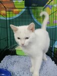 Rio (Mukhina Street No:109), petshop  Blagoveshchensk'ten