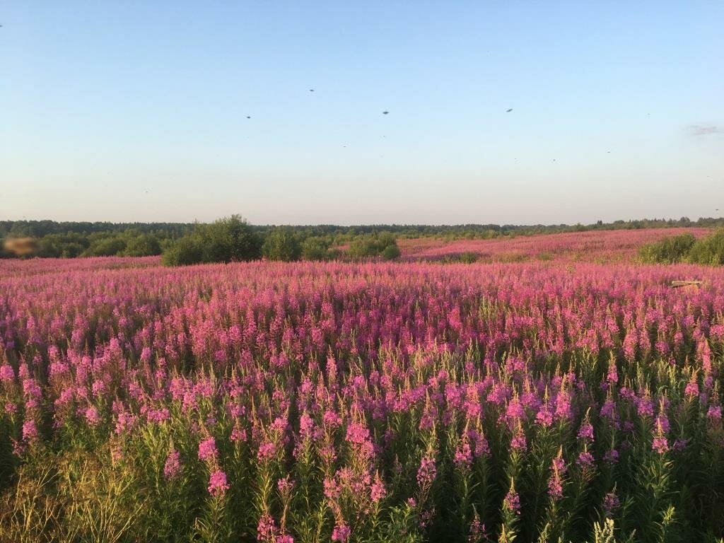 Gıda üreticileri Istok sily, Karelya, foto