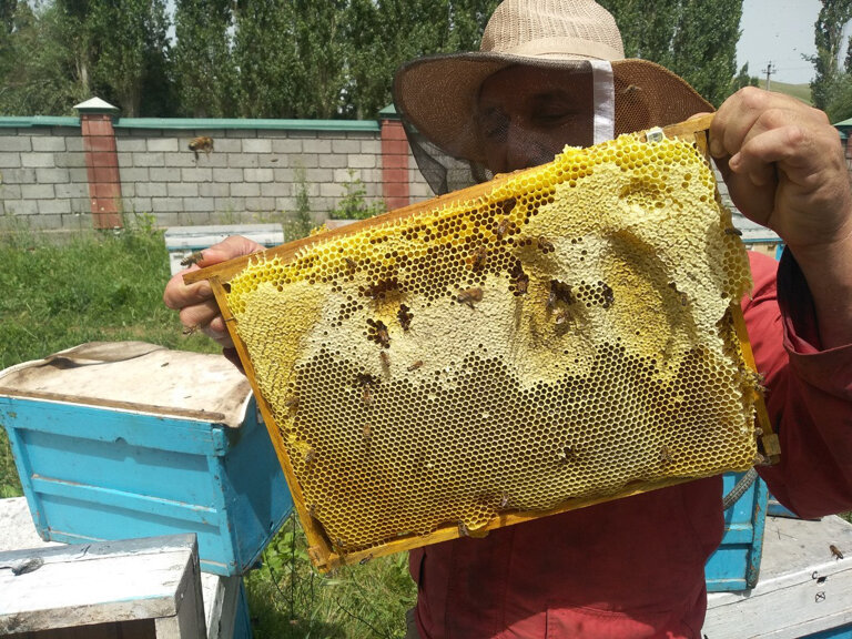 Bal ve arıcılık firmaları Mountain Honey, Fergana, foto