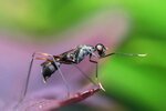 All National Termite and Pest Control (United States, Staten Island, 174 Woodward Avenue), haşere ilaçlama firmaları  New York'tan