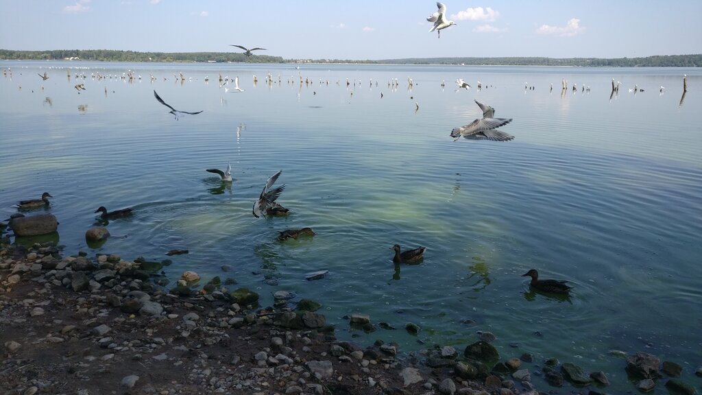 Plaj Пляж, Moskova ve Moskovskaya oblastı, foto