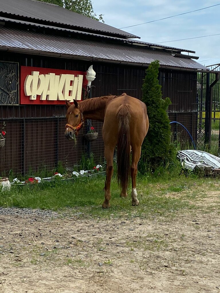 At ve binicilik kulüpleri Конный клуб Факел, Klintsy, foto