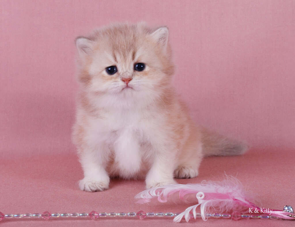 Evcil hayvan yetiştiricileri From Korzhel, Moskova, foto