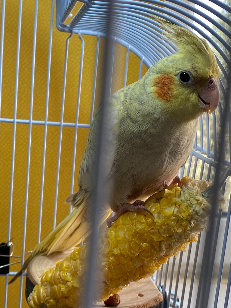 Evcil hayvan yetiştiricileri Попугаи Дона, Rostov‑na‑Donu, foto