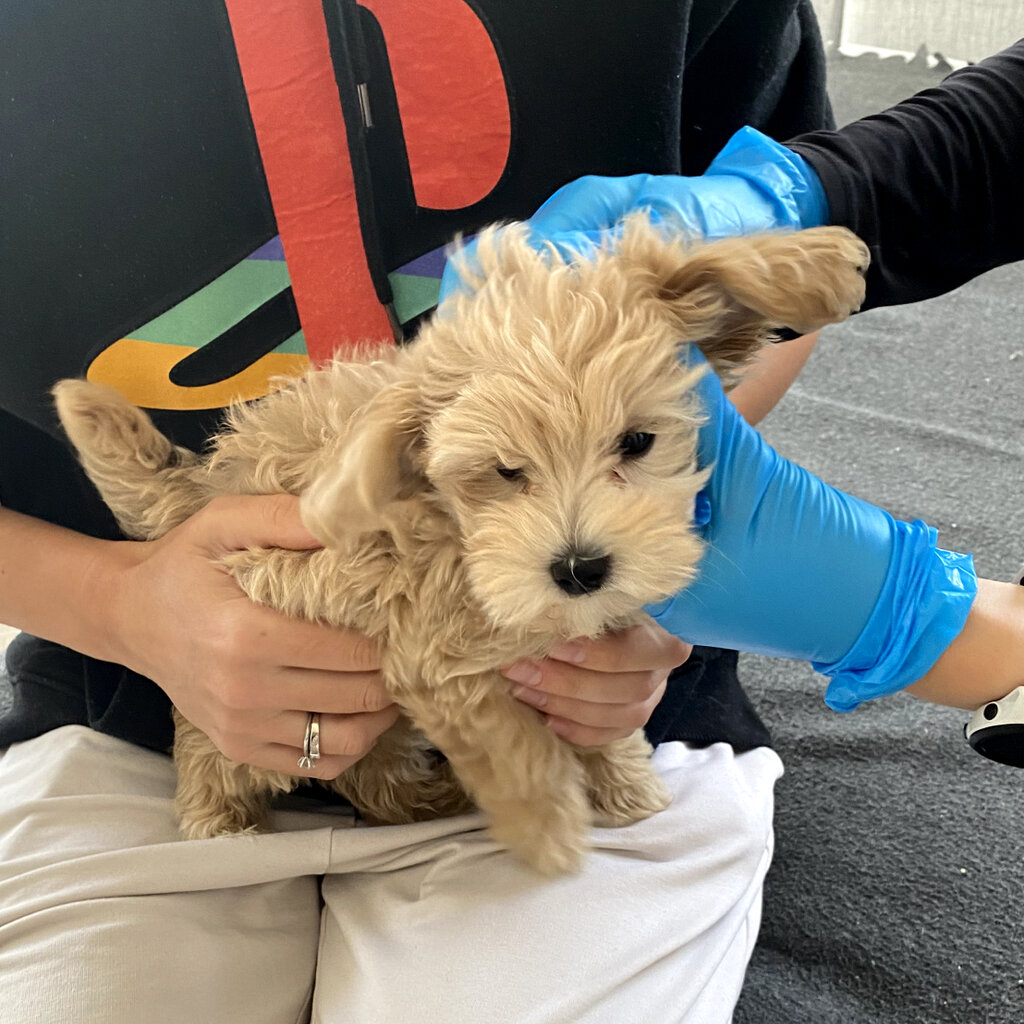 Veteriner klinikleri Ecovetnadom, Minsk, foto