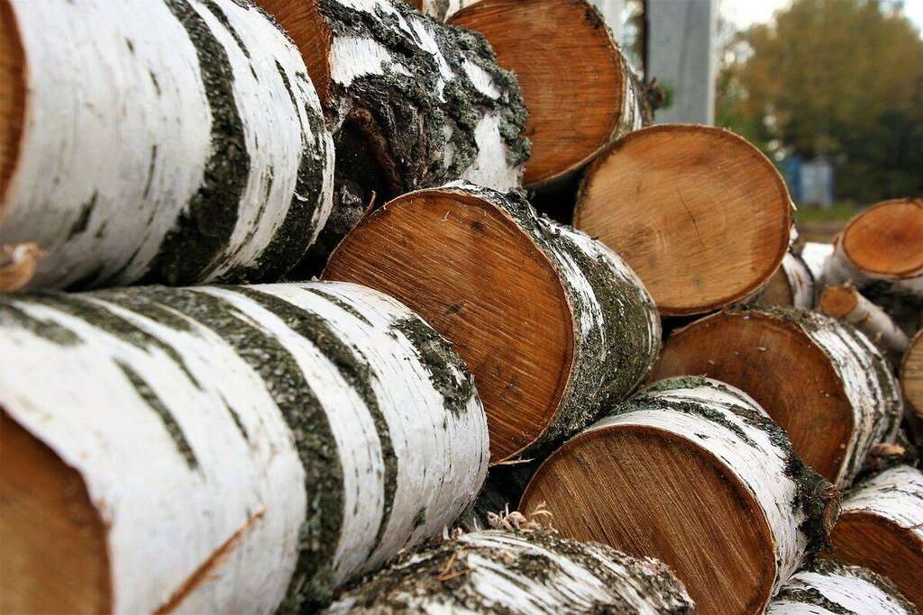 Orman işleri Safakulevsky leskhoz, Kurganskaya oblastı, foto