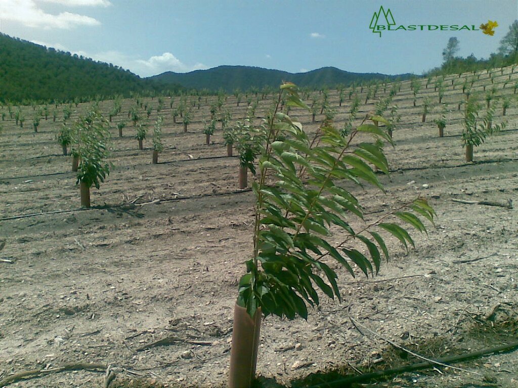 Plastik ürün üreticileri Blastdesal S. L., Valensiya, foto