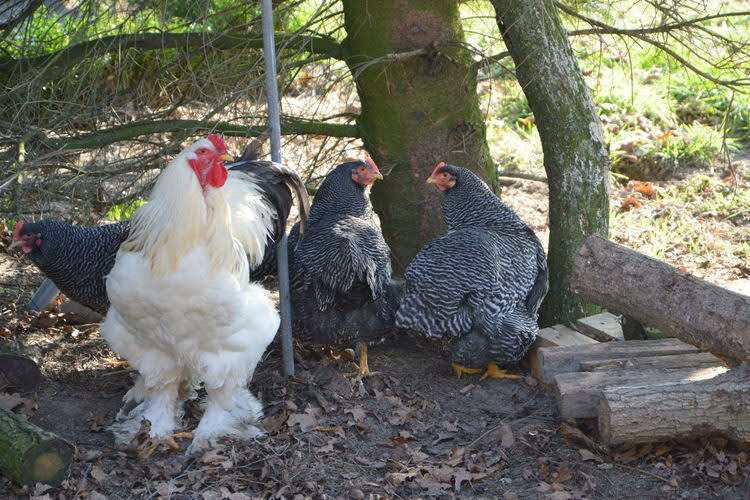 Alternatif tıp merkezleri Ottenskamp4 EN het Achterhuis, Limburg, foto