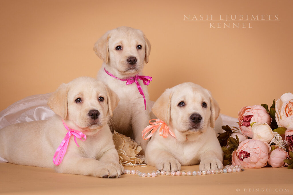Evcil hayvan yetiştiricileri Pitomnik Nash lyubimets, Moskova, foto