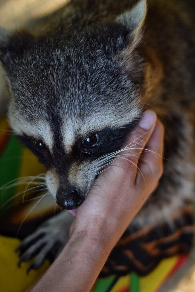 Hayvanat bahçeleri Bereginya Tame animal park, Moskova ve Moskovskaya oblastı, foto