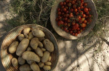 Tarım firmaları IGR Organic Farm, Abu Dabi, foto