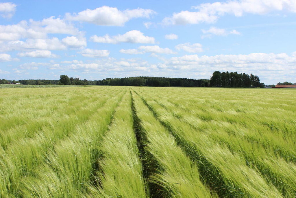 Kişisel gelişim merkezi Hushållningssällskapet Västra, Vanersborg, foto