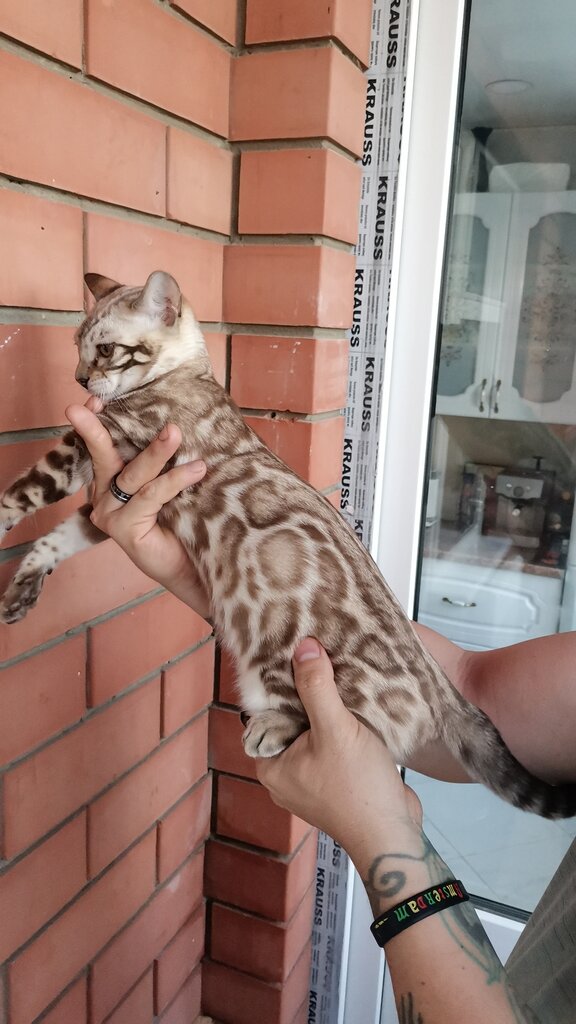 Evcil hayvan yetiştiricileri Fiery Treasure, Krasnodar, foto