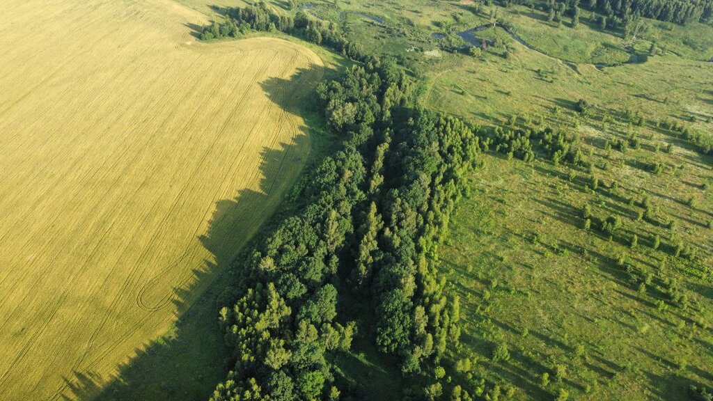 Orman лес Репенки, Moskova ve Moskovskaya oblastı, foto